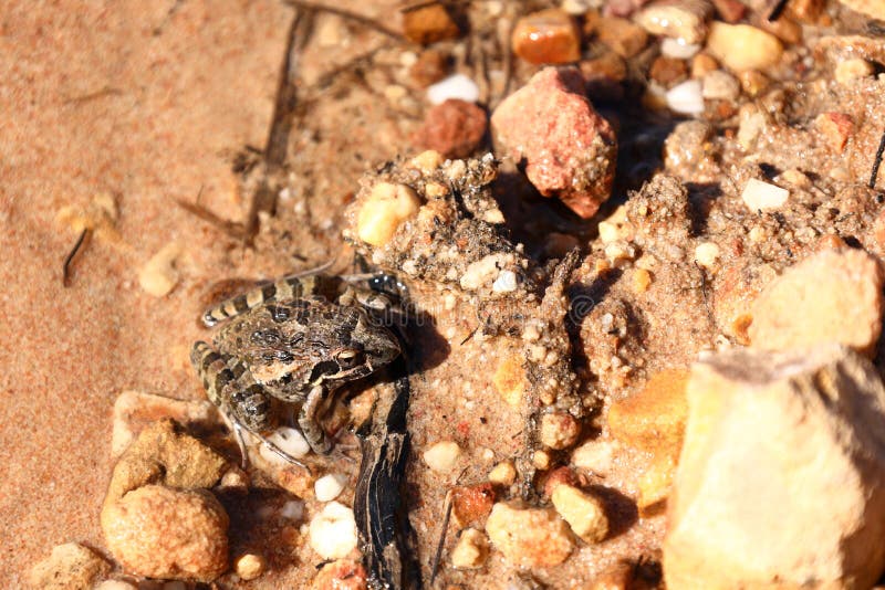 A Small Frog in a Pool of Water Stock Image - Image of nature, wild ...