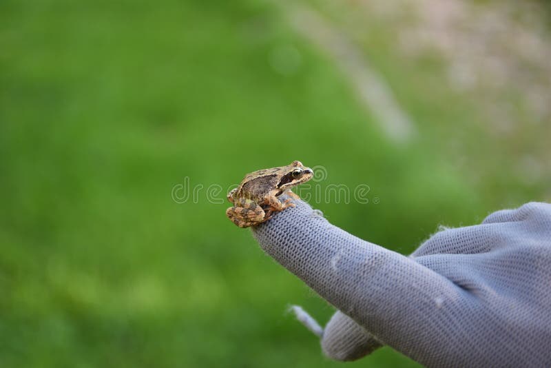 Small Frog Sits on a Gloved Hand Stock Photo - Image of fauna ...