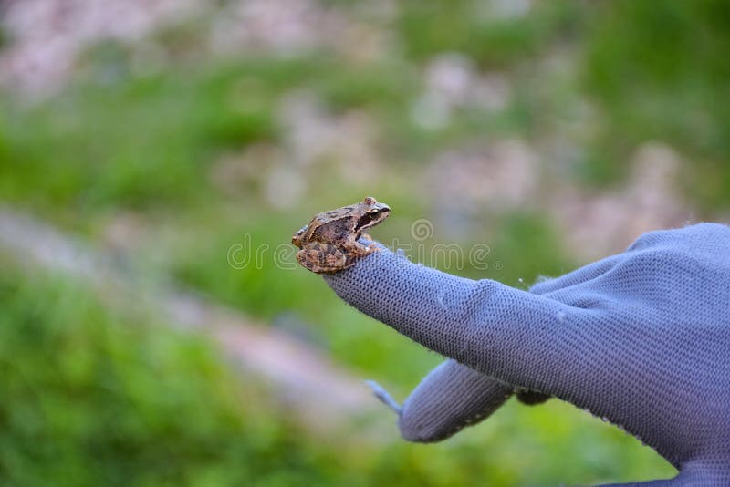 Small Frog Sits on a Gloved Hand Stock Image - Image of frog, beautiful ...