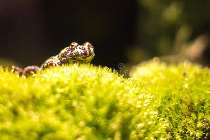 Small frog stock image. Image of rest, moss, animal, green - 84253619
