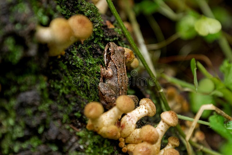Small Frog Sitting on Mossy Stump Overgrown with Mushrooms Stock Image ...