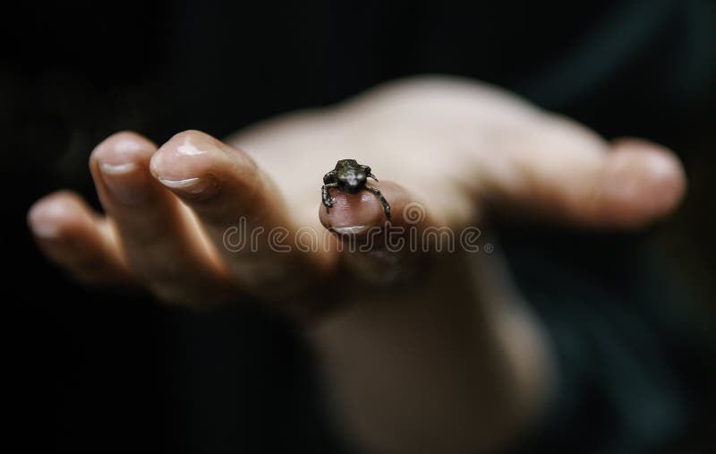 Small frog stock image. Image of resting, frog, small - 47993699