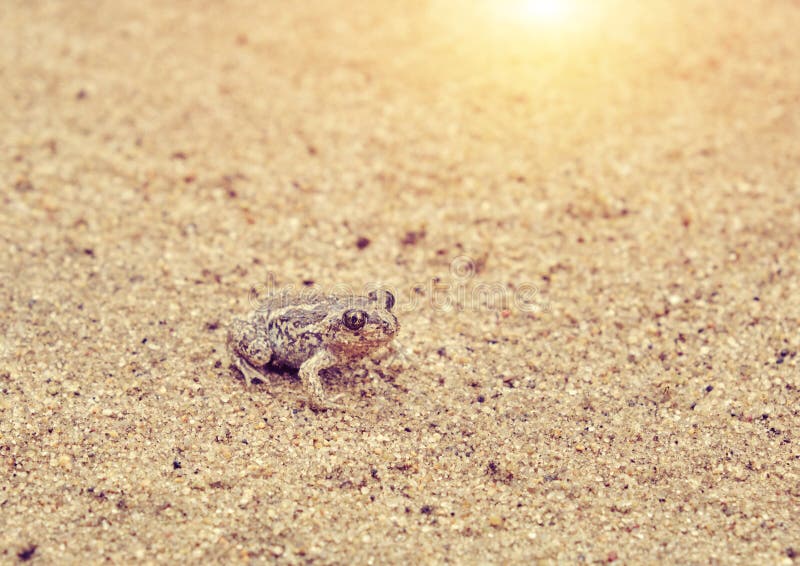 Small Frog is Sitting on the Sand Drying after the Rain in the Warm Sun ...