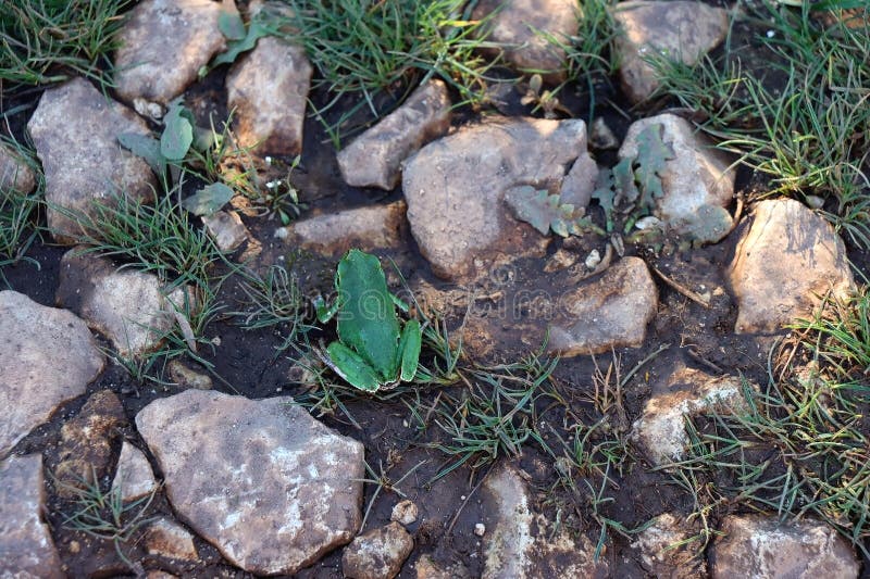 Small Frog stock image. Image of shore, dirt, wild, frog - 286070649