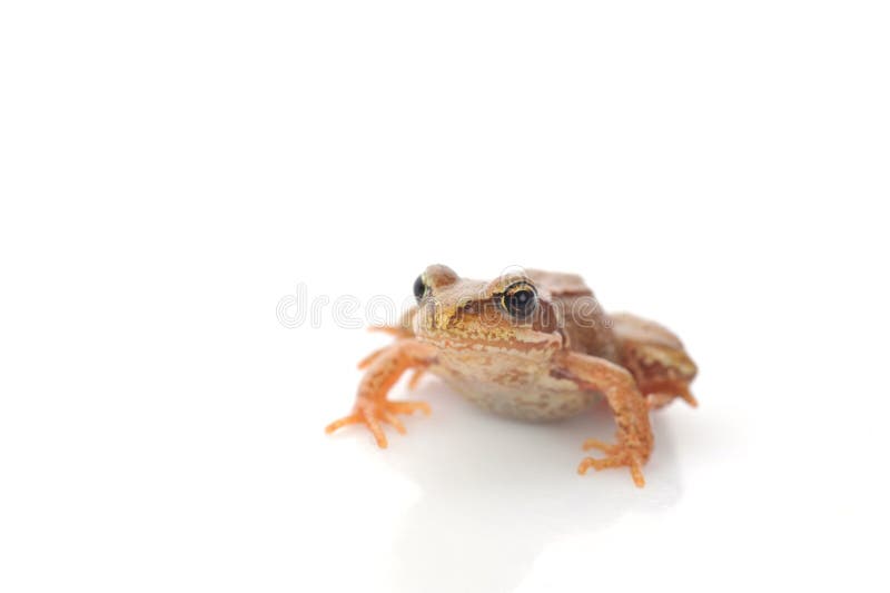 Small frog very close up stock image. Image of green - 11081111