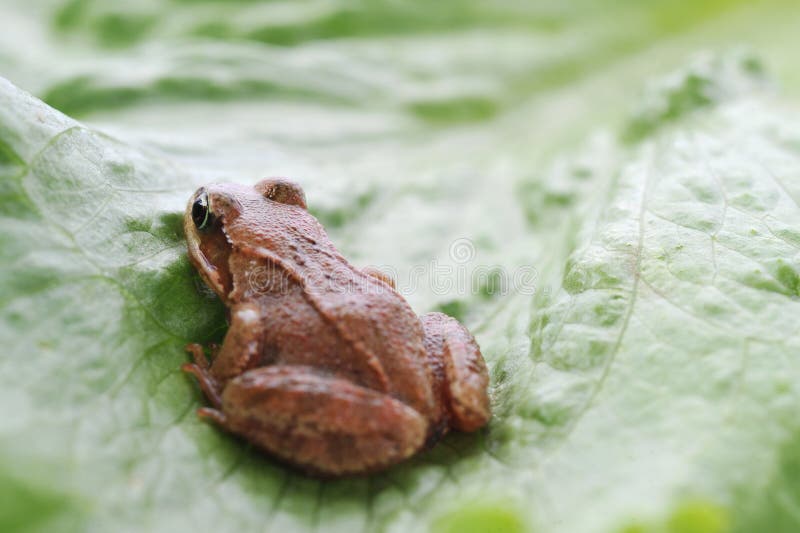 Small frog very close up stock photo. Image of peeper - 11081150