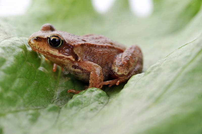 Small frog very close up stock image. Image of orange - 11081163