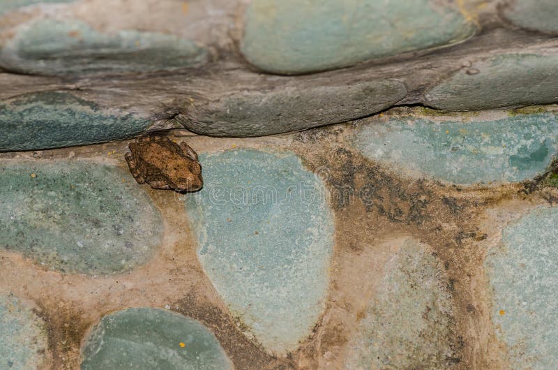 Small frog view from above stock photo. Image of colorful - 89467672