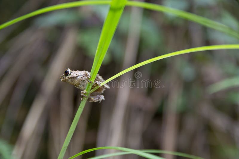 Small Frog on Weed stock photo. Image of frog, small - 43004138
