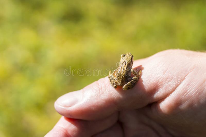 Small frogling on finger stock photo. Image of frog, frogling - 75228288