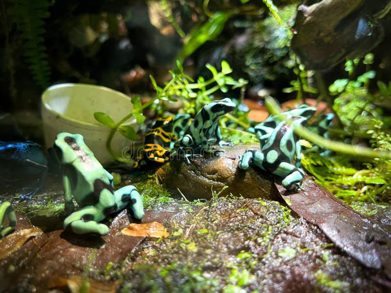 Small Frogs with Different Colors in a Terrarium Stock Image - Image of ...