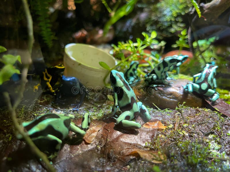 Small Frogs with Different Colors in a Terrarium Stock Image - Image of ...