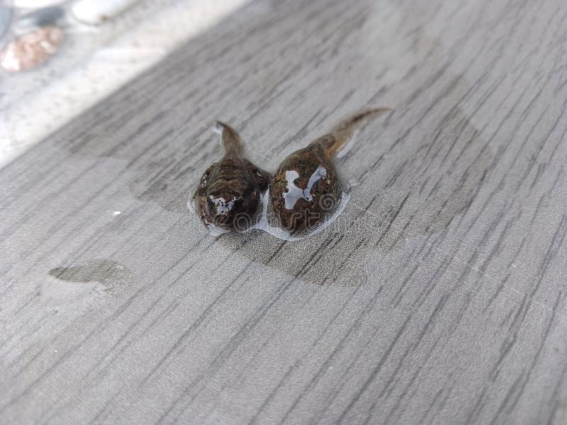 Small Frogs and Tadpoles that only Develop after Hatching Stock Image ...