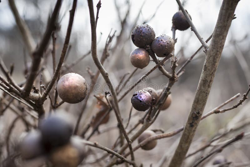 Droppings:Small Frozen Growth on a Cold Morning Stock Photo - Image of ...