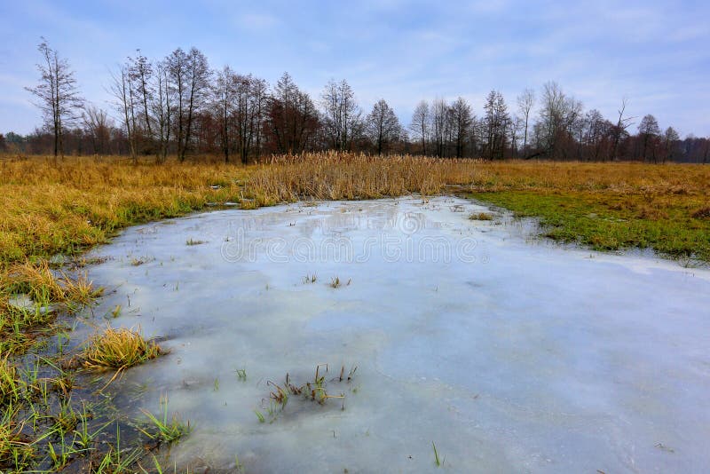 Small Frozen Lake on Forest Meadow Stock Photo - Image of meadow, black ...