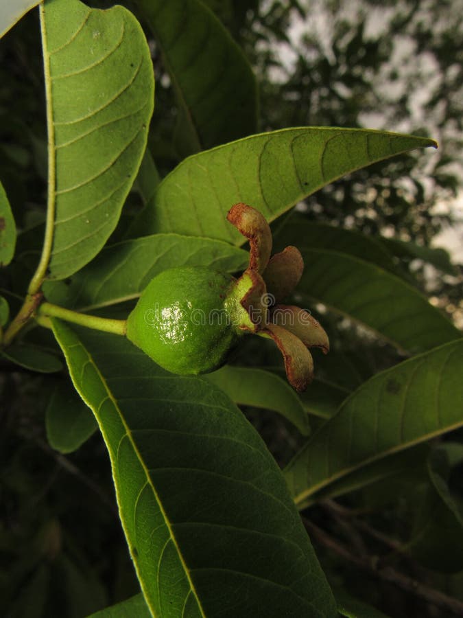 Small Fruit of the Common Guava Tree (Psidium Guajava) Stock Photo ...