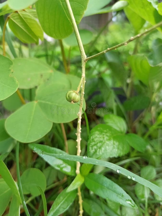 Small Fruit on Small Plant As Satisfy Growing Stock Photo - Image of ...