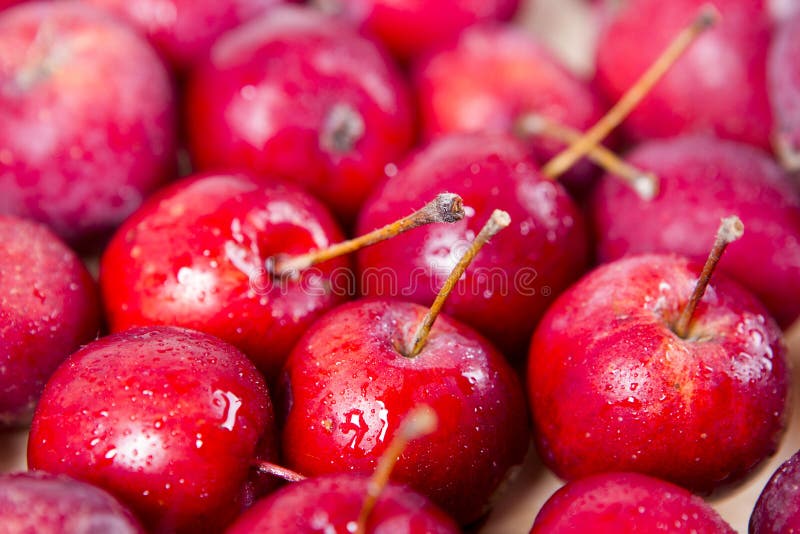 Small Fruit Red Apples Ranetk Stock Photo - Image of line, fruit: 77606894