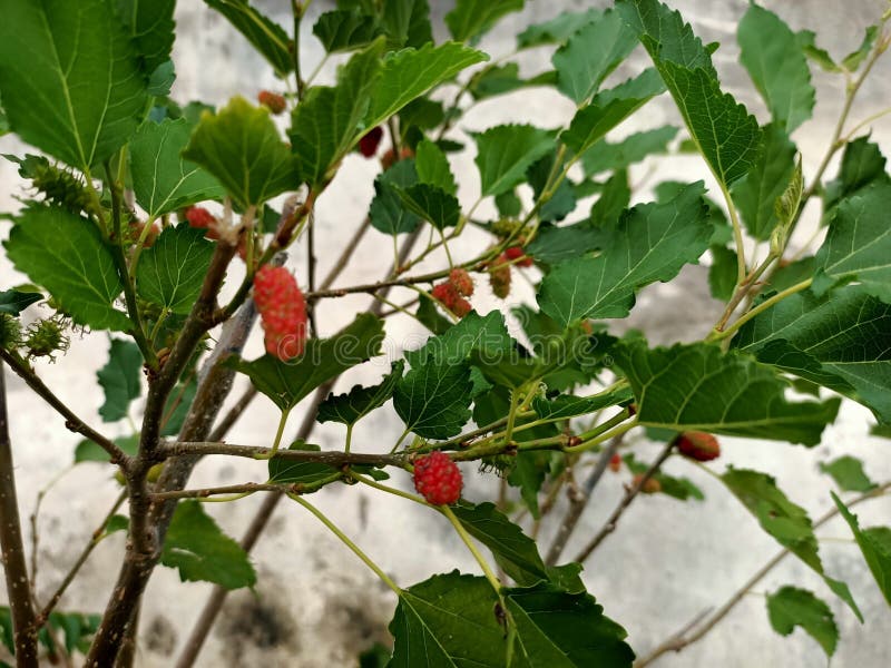 Small Fruit with Red Color and Sweet Taste Stock Image - Image of ...