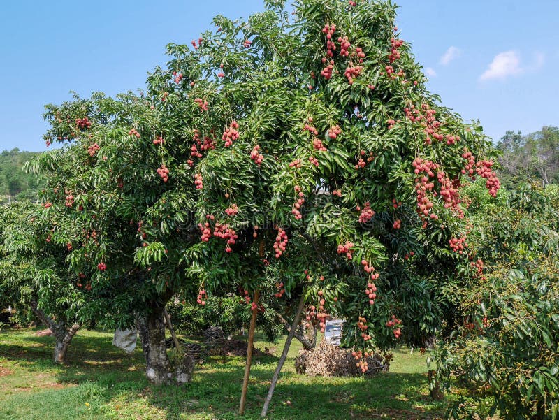 Ripe lychees on a tree stock photo. Image of produce - 272298082
