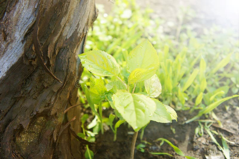 Small Fruit Tree New Sprout Stock Image - Image of dirt, care: 119917707