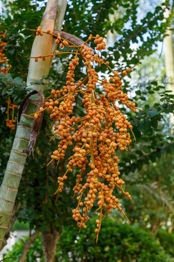Small Fruits of an Exotic Tree in a Bunch Stock Photo - Image of tree ...