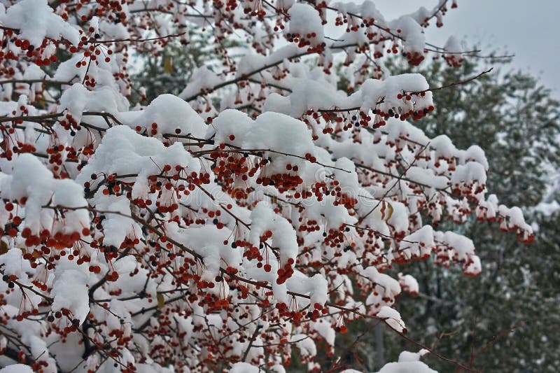 Small Fruits of Wild Apple Trees Covered with the Snow. Stock Image ...