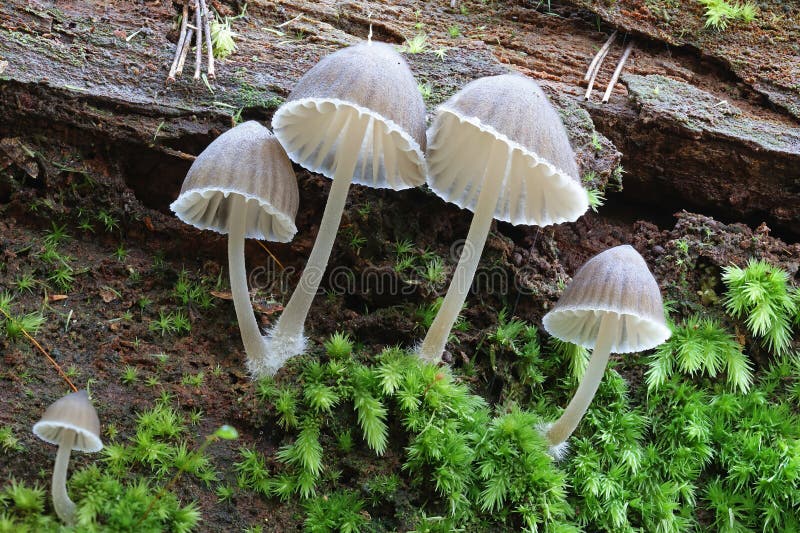Small fungi or toadstools stock image. Image of grey - 281259979