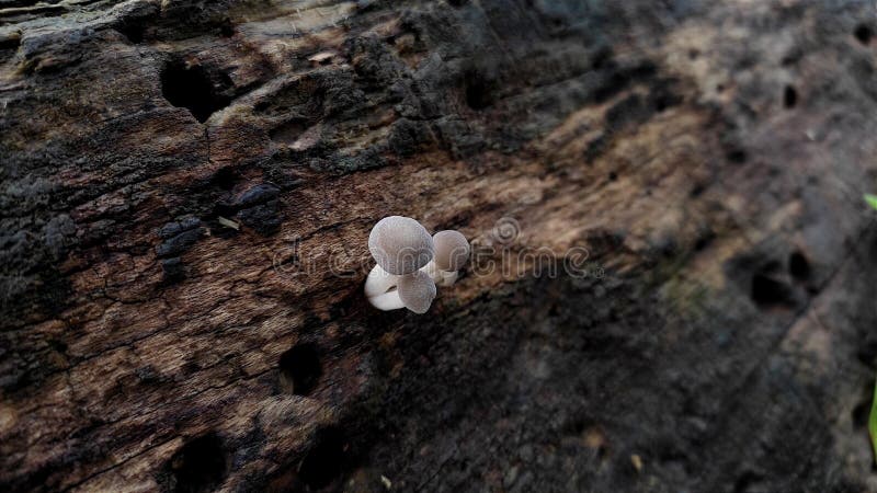 Small Fungus Growing on Rotten Wood Stock Photo - Image of nature, soil ...