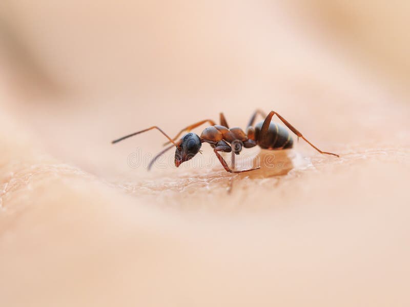 Funny and Dangerous Ant Crawling on the Skin of the Hands Stock Image ...