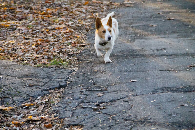 Small Funny Dog in City Park Stock Photo - Image of friendly, cute ...