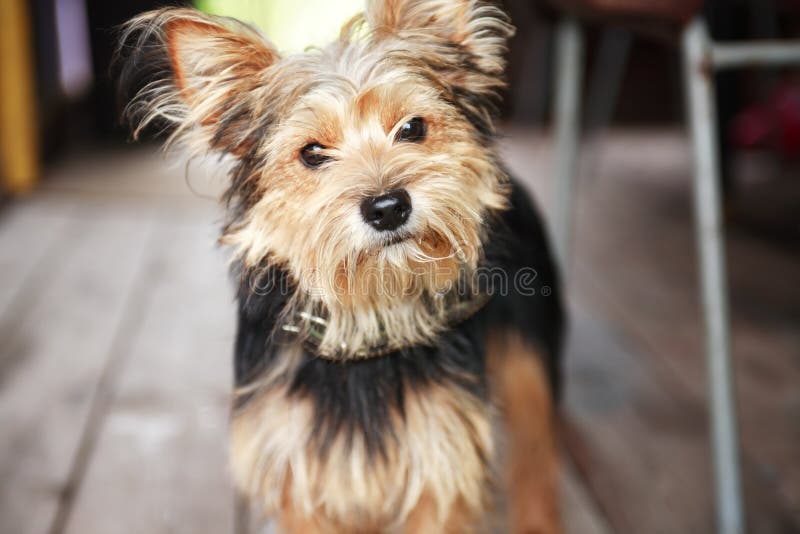 Small Funny Dog stock photo. Image of muzzle, nature - 75856254