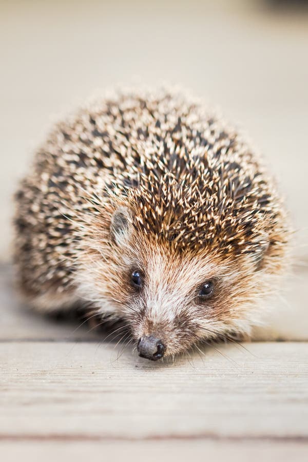 Standing Hedgehog Stock Photos - Download 918 Royalty Free Photos