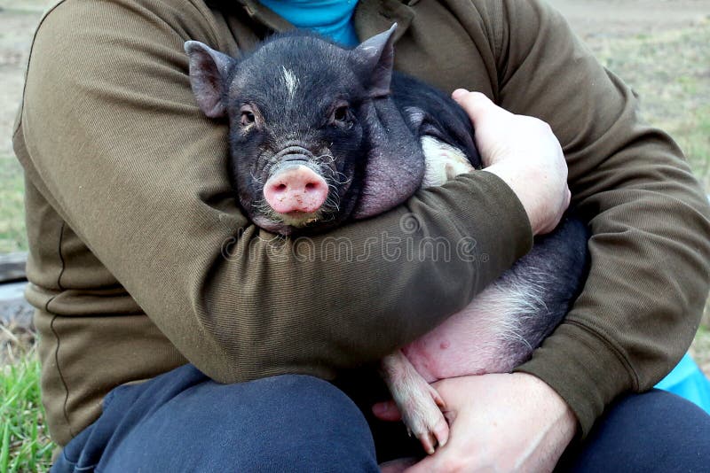 A Small Pig on the Man& X27;s Hands Stock Photo - Image of examination ...
