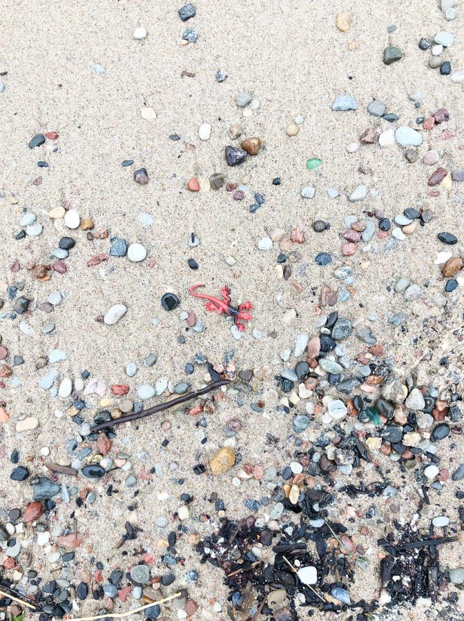 Small Funny Red Toy Lizard on the Baltic Beach Stock Image - Image of ...