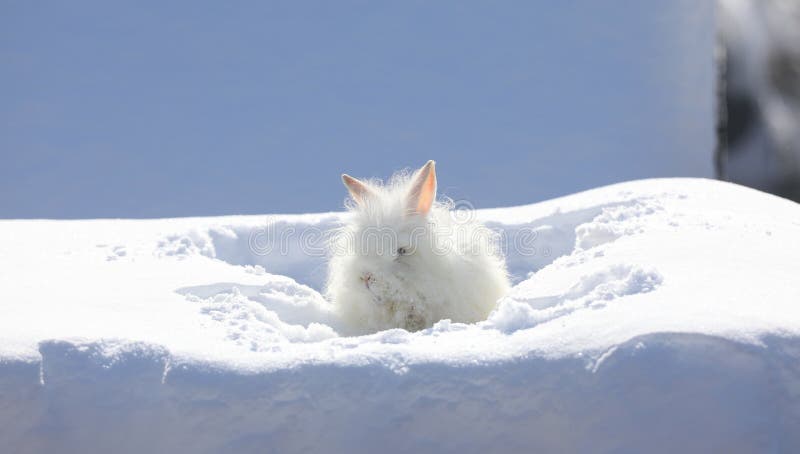 Small Funny White Rabbit in Snow Stock Photo - Image of hare, mammal ...