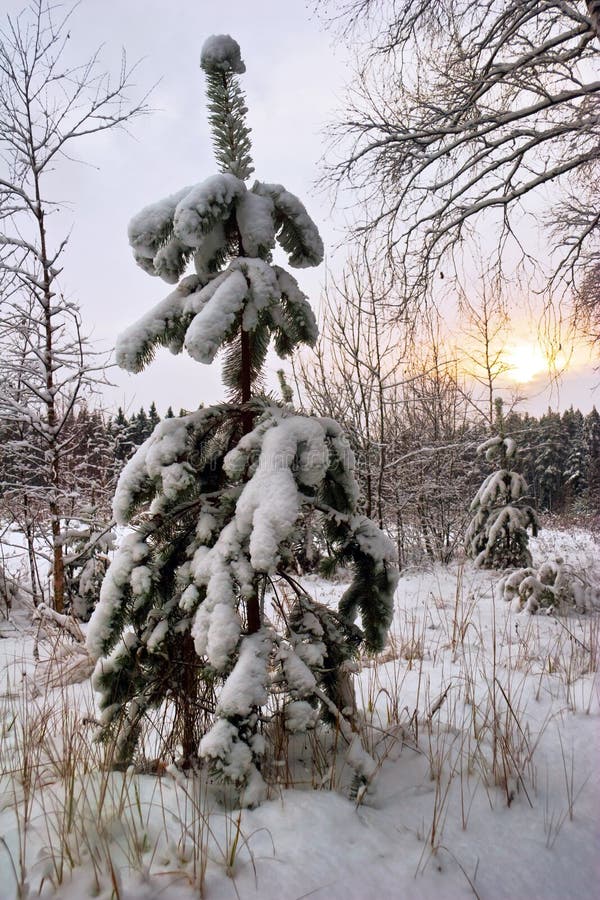 Small Fur-tree in Snow on Sunset Stock Photo - Image of snow, fluffy ...