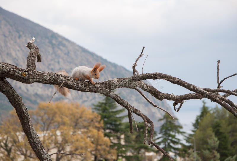 Small Furry Red Squirrel without a Foot on Branch in the Background of ...