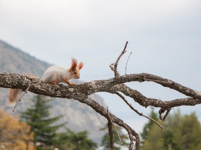 Small Furry Red Squirrel without a Foot on Branch in the Background of ...