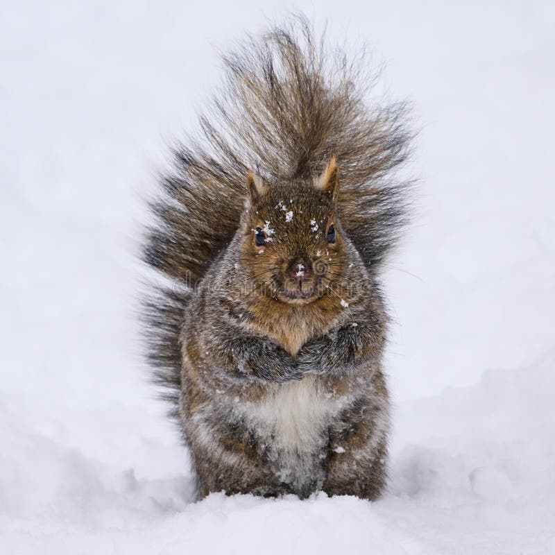 A Squirrel Sitting on Snow and Staring into the Camera in a Snowy Area ...