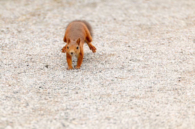 Small, Furry Squirrel Walking Across a Concrete Surface. Stock Photo ...