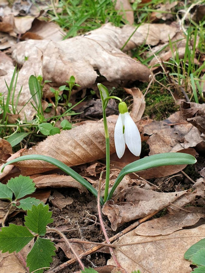 Small Galanthus at Spring Forest - Snowdrop Stock Photo - Image of ...