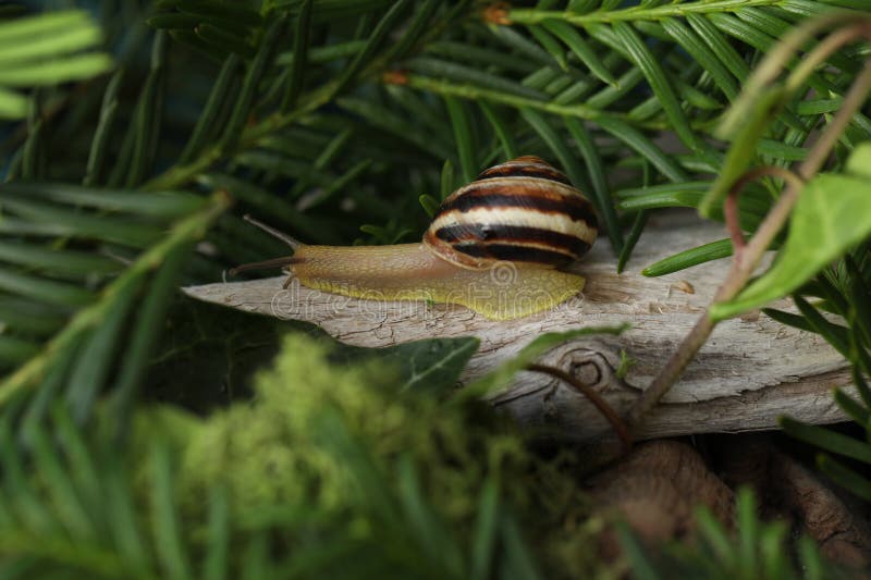 Small Garden Banded Snail in the Rainy Forest Stock Photo - Image of ...