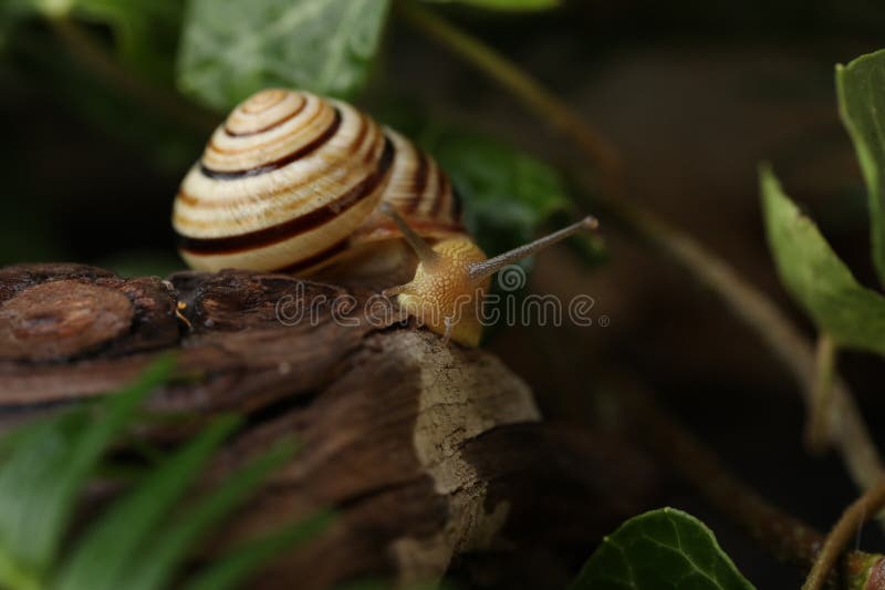 Small Garden Banded Snail in the Rainy Forest Stock Image - Image of ...