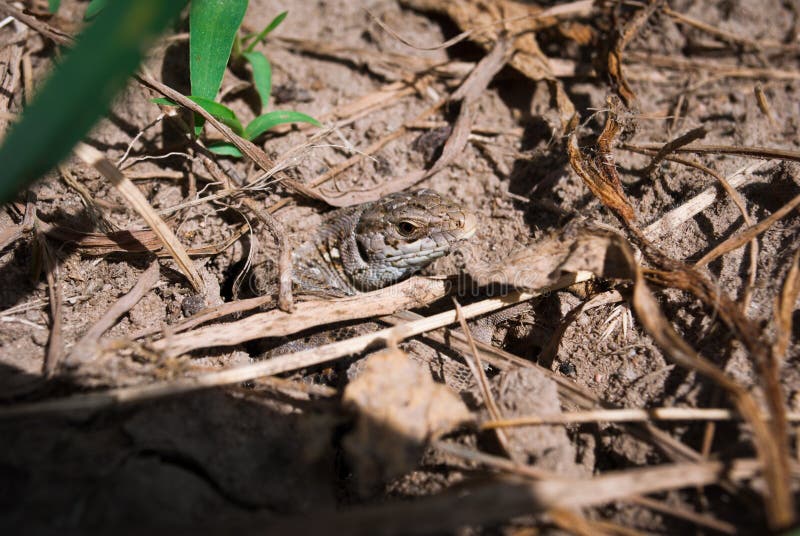A Small Garden Lizard Hides in the Ground Stock Photo - Image of ...