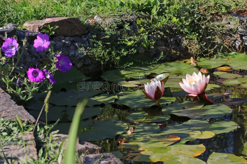 Small Garden Pond with Blooming Water Lilies. Landscaping Stock Image ...