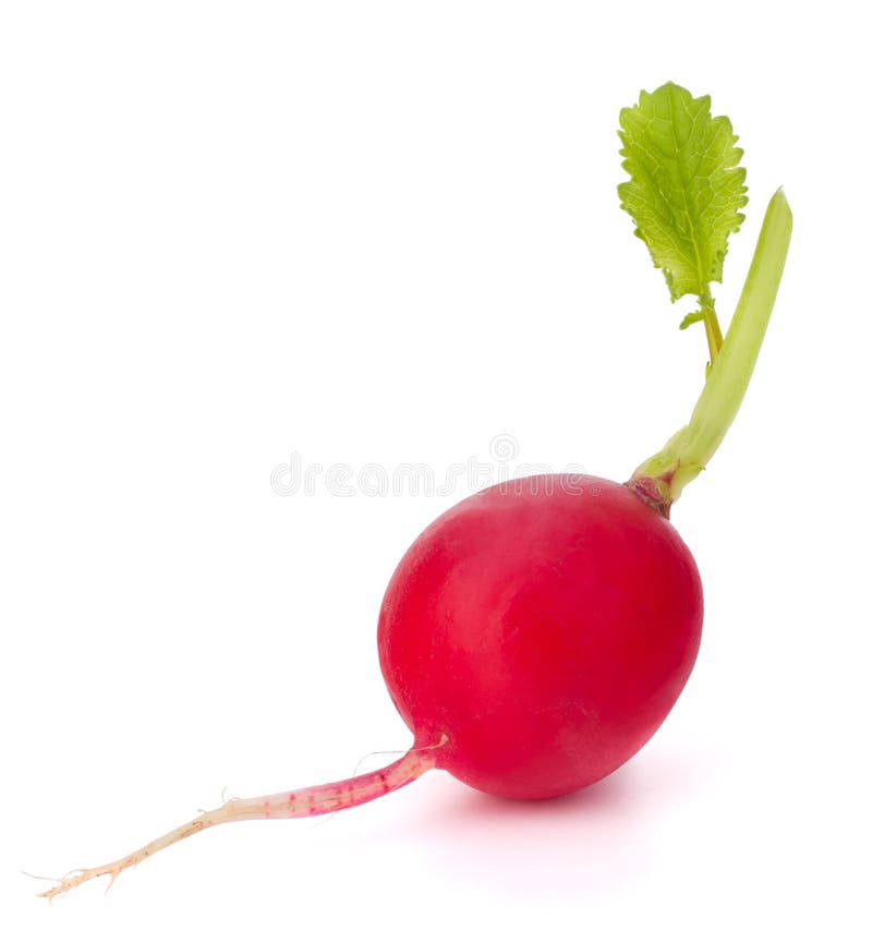 Small Garden Radish with Leaves Stock Image - Image of plant, road ...