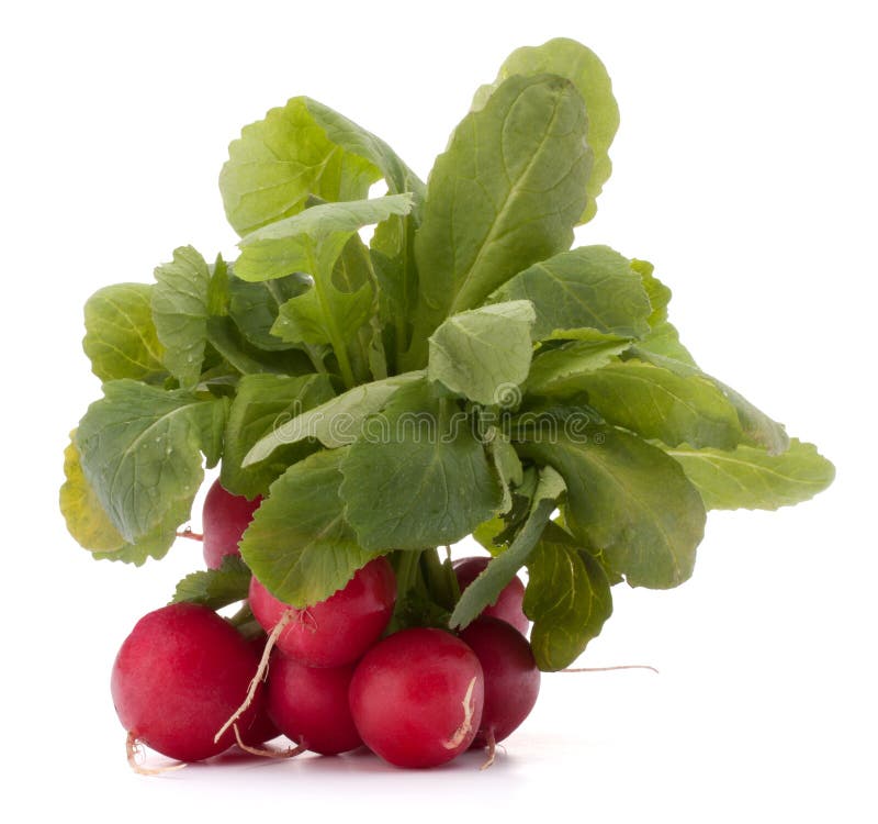 Small Garden Radish with Leaves Stock Photo - Image of nutrition ...