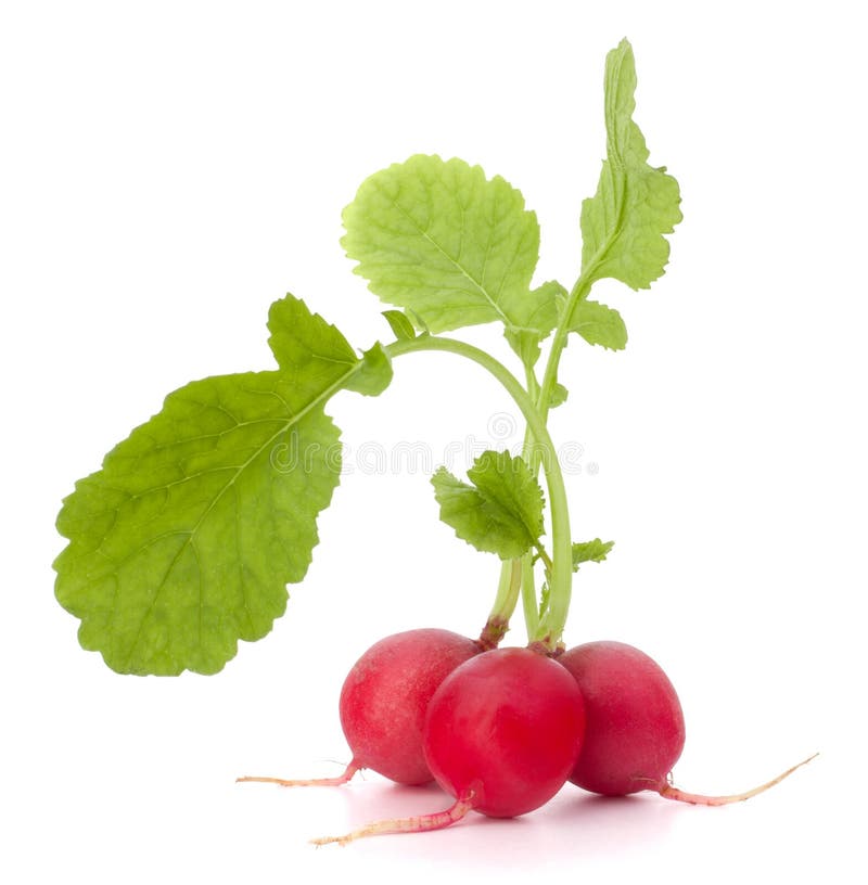 Small Garden Radish with Leaves Stock Image - Image of harvest ...