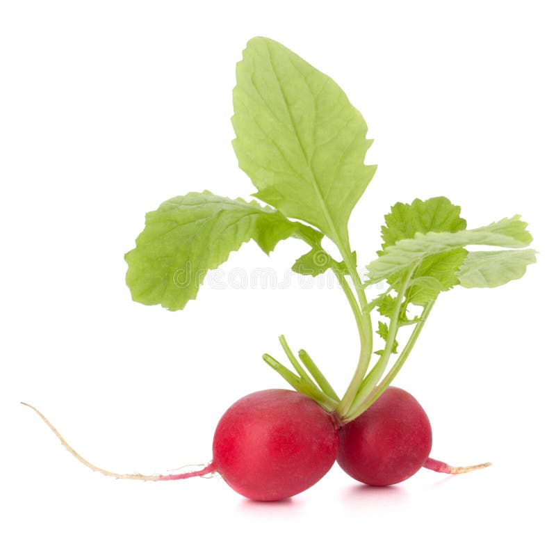 Small Garden Radish with Leaves Stock Photo - Image of purple, fruit ...